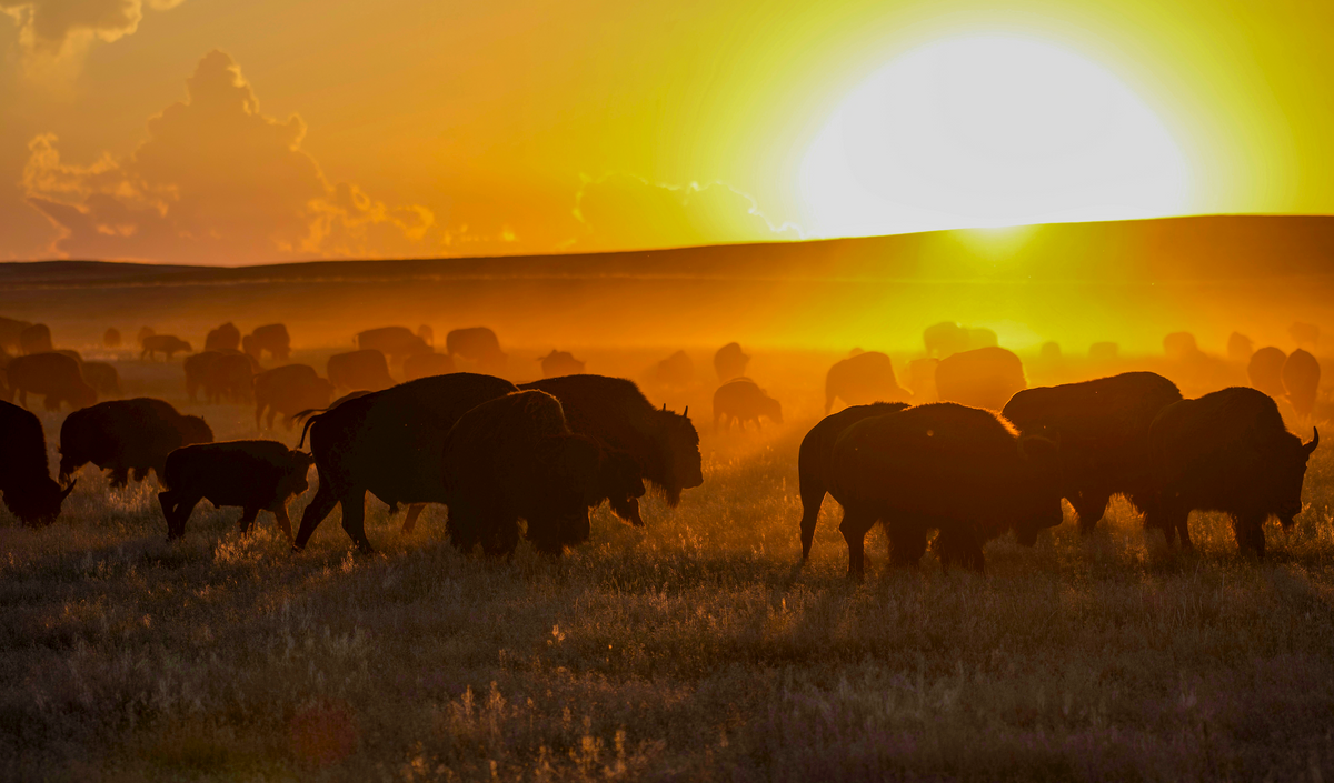 Welcome to Wild Idea – Wild Idea Buffalo